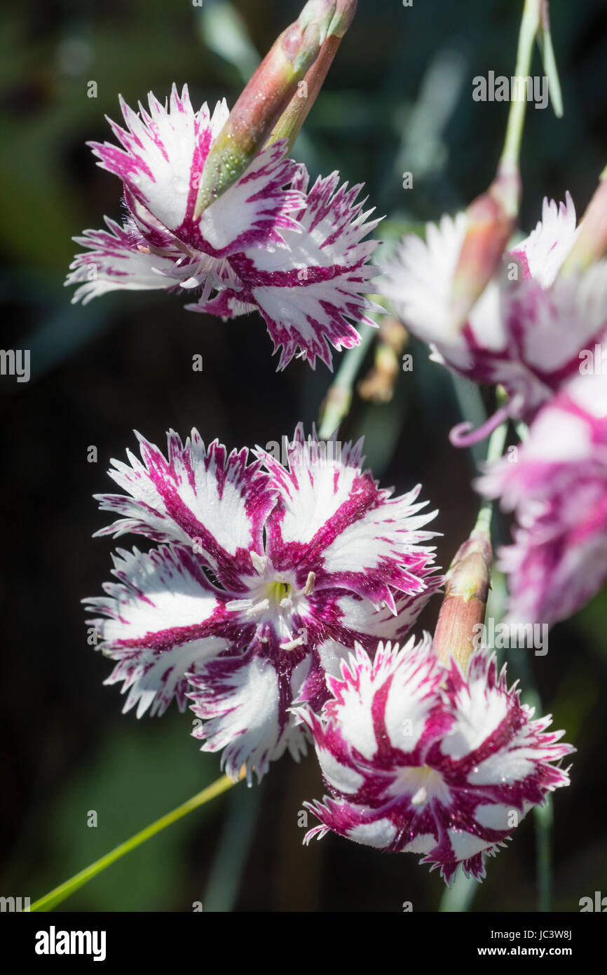 Pink streaked white fragrant flowers of the garden pink, Dianthus ...
