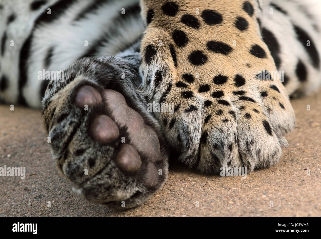 Paws and claws hi-res stock photography and images - Alamy