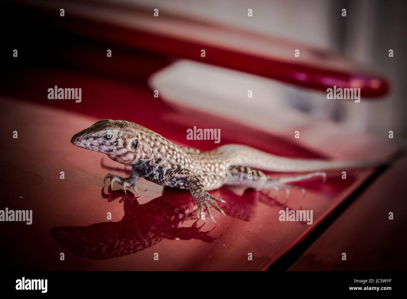 Ford pop hot rod hi-res stock photography and images - Alamy