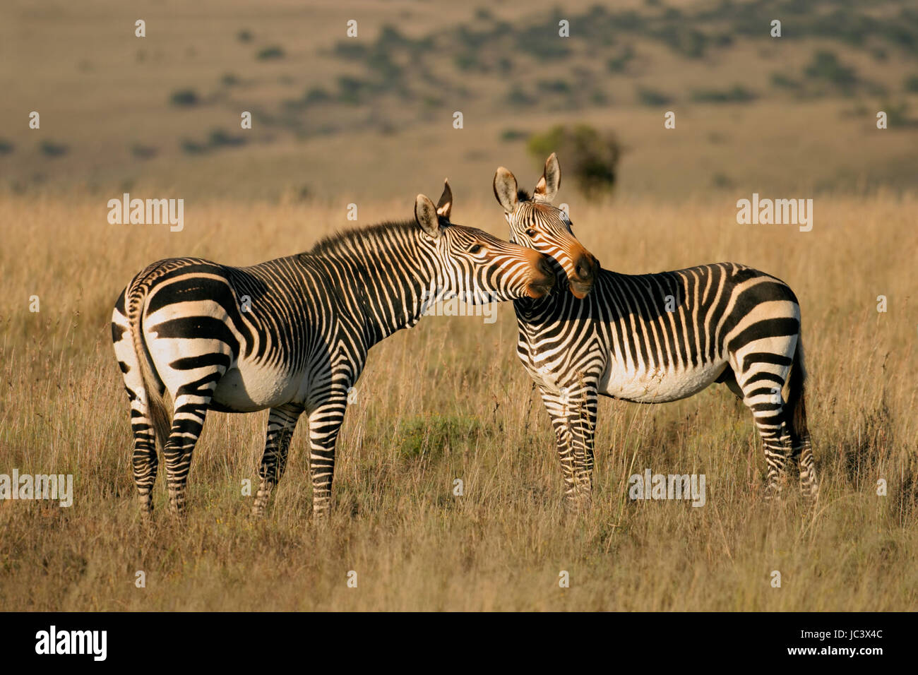 Endangered Cape Mountain Zebras (Equus zebra), Mountain Zebra National ...