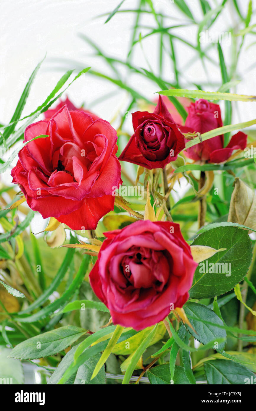 Welke rose hi-res stock photography and images - Alamy