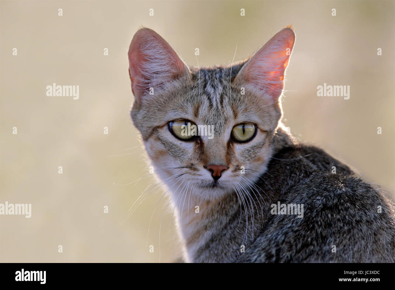 Portrait of an African wild cat (Felis silvestris lybica), Kalahari ...