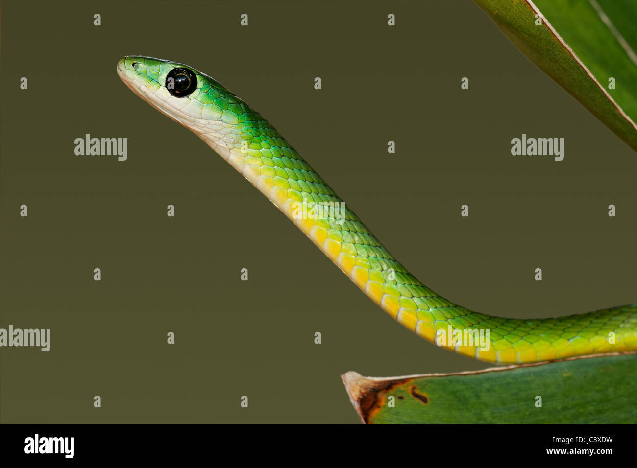 Philothamnus natalensis hi-res stock photography and images - Alamy