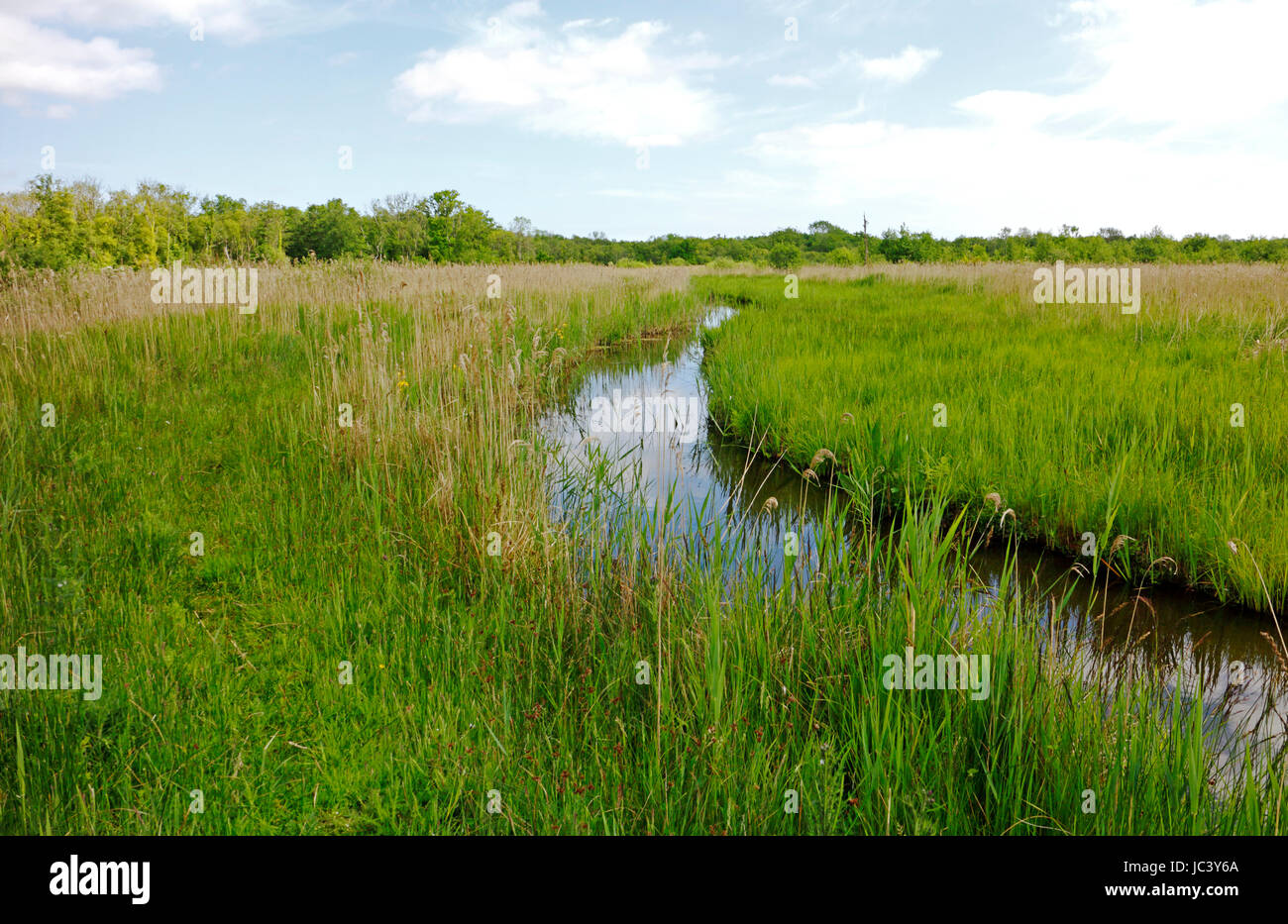A view of habitat on Upton Broad and Marshes Nature Reserve on the ...