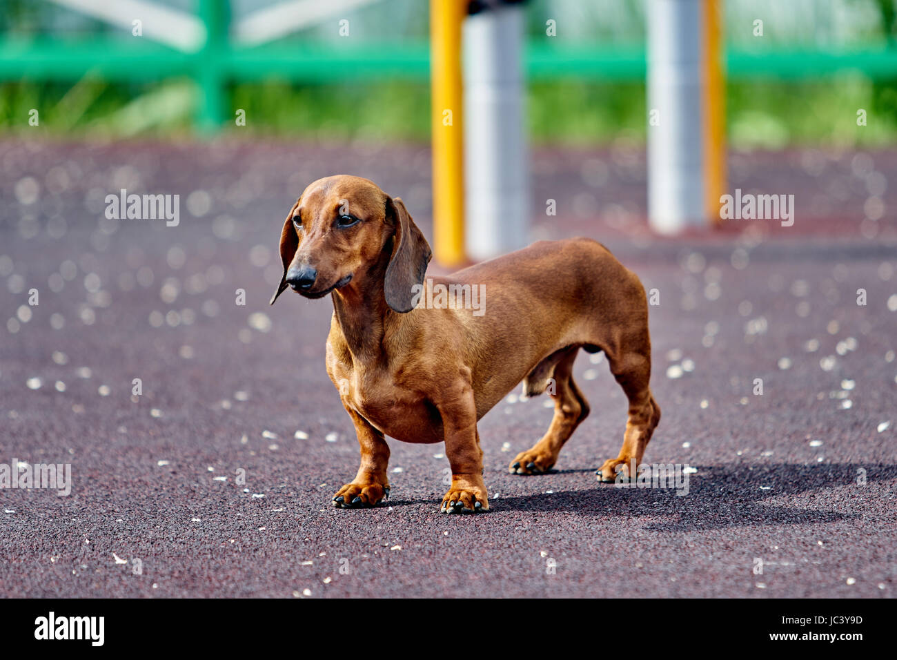 Dachshund dog in outdoor Stock Photo - Alamy