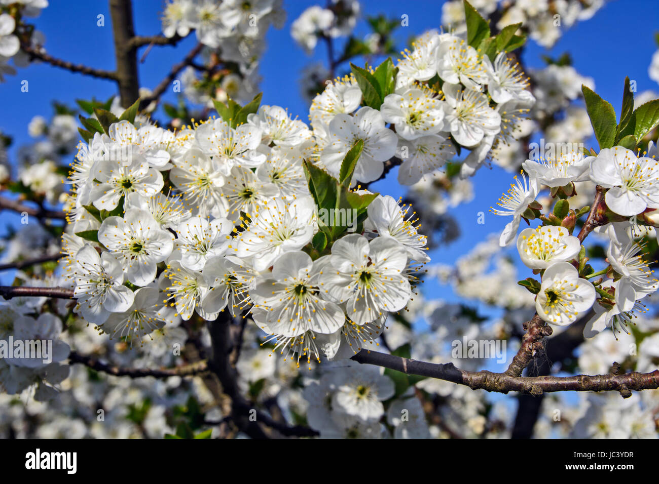 Beautiful flowering plums tree in your spring looks Stock Photo - Alamy