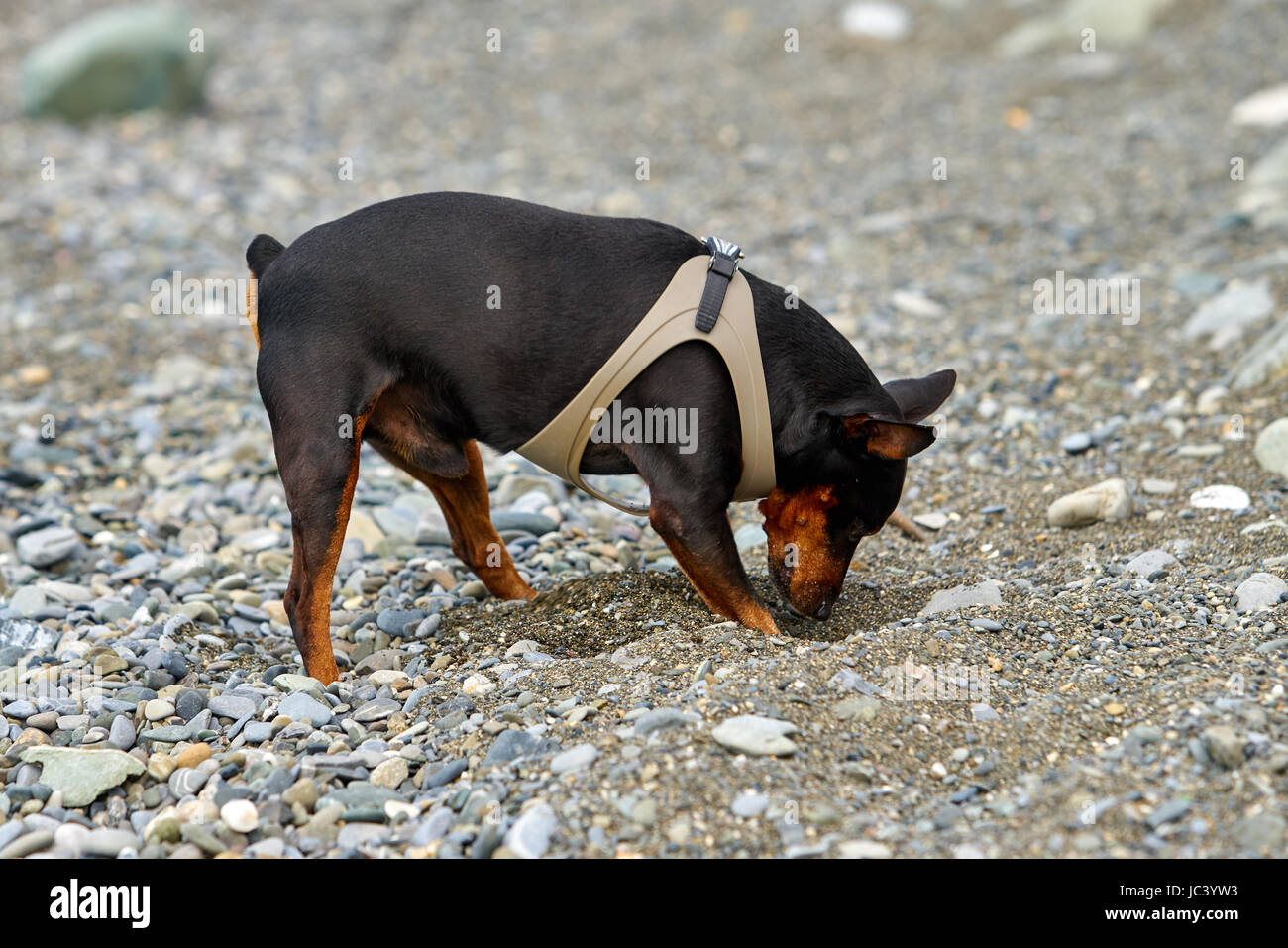 Miniature pincher dog Stock Photo - Alamy