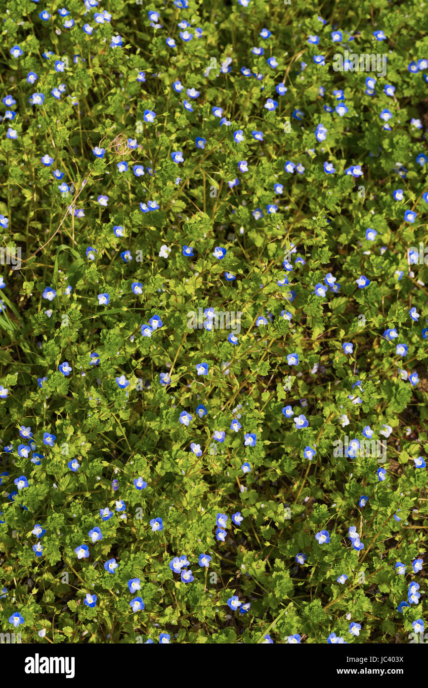 Blumenteppich hi-res stock photography and images - Alamy