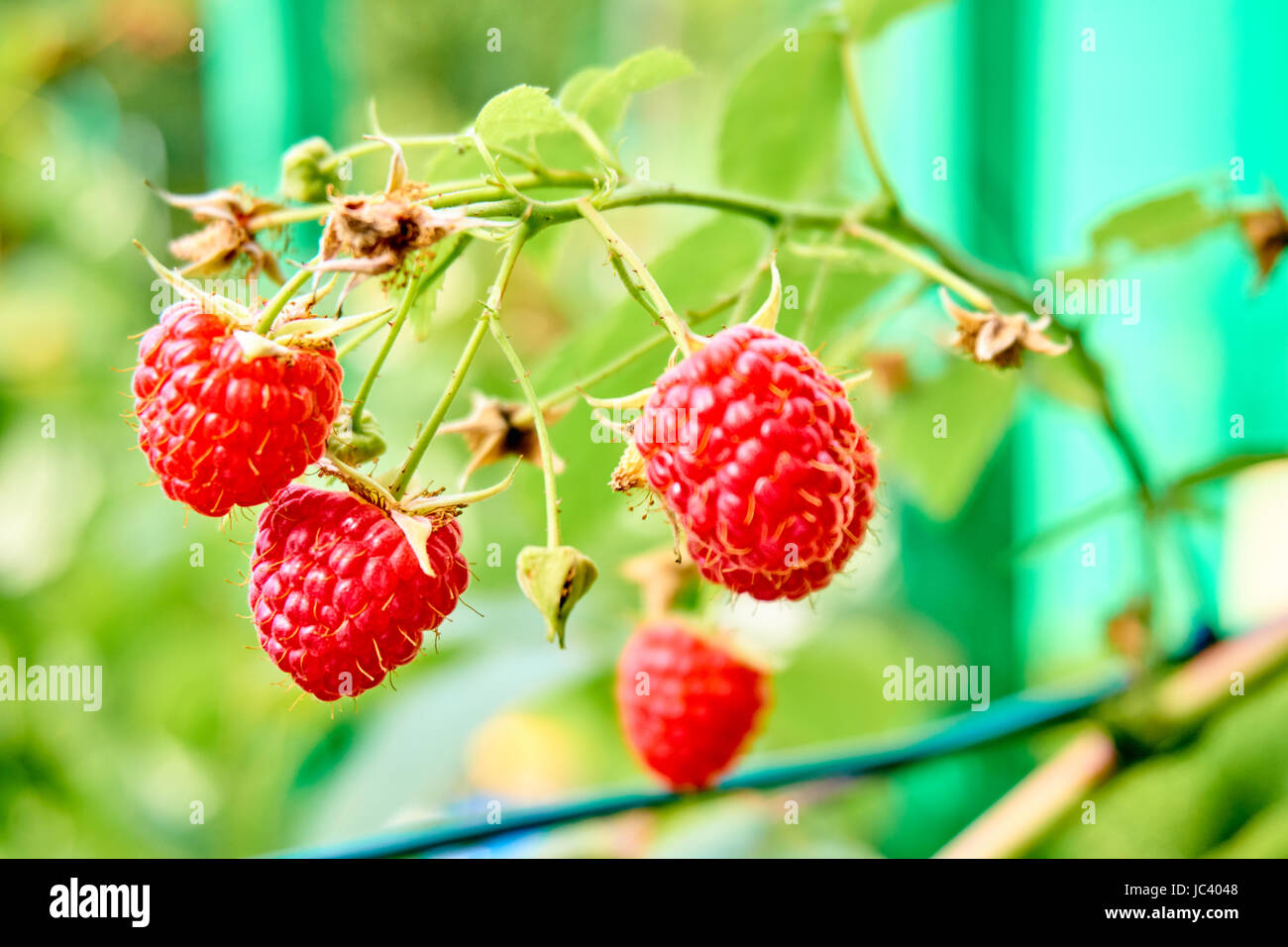 ripe red raspberries on the bush. branch of raspberry Stock Photo - Alamy