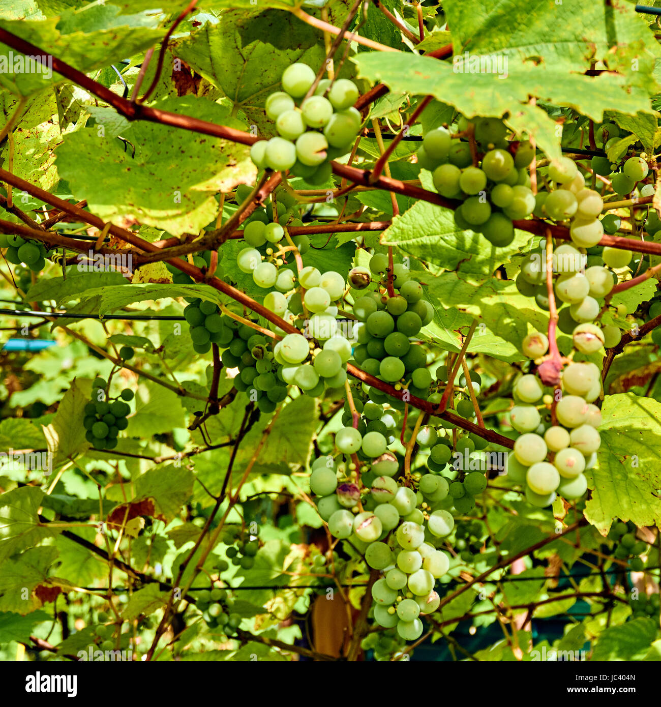 bunch of white grapes in garden. ripening grape clusters on the vine ...