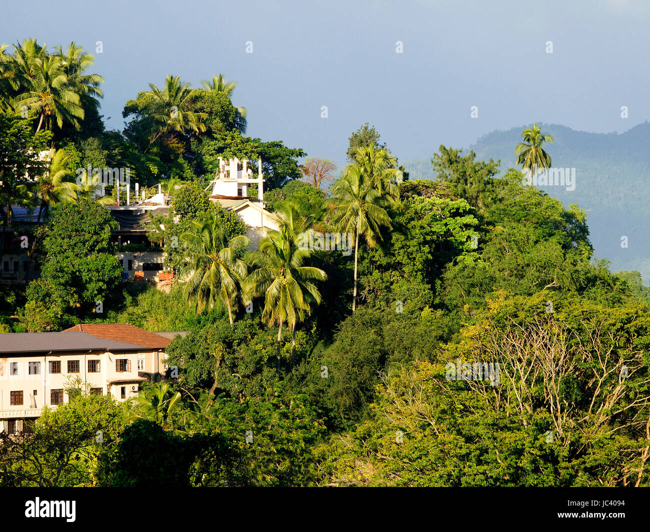 Beautiful palm landscape in the mountains of Kandy, Sri Lanka Stock ...