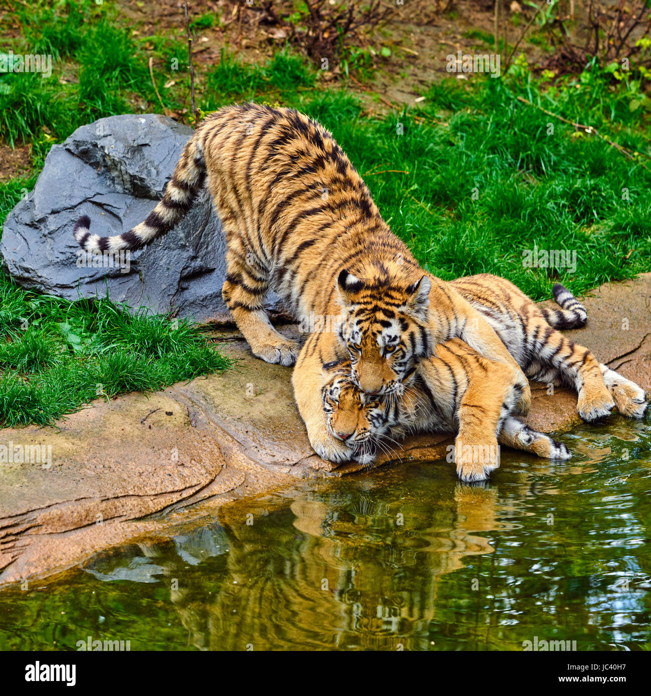Two adult tigers at play. young Tiger Stock Photo - Alamy