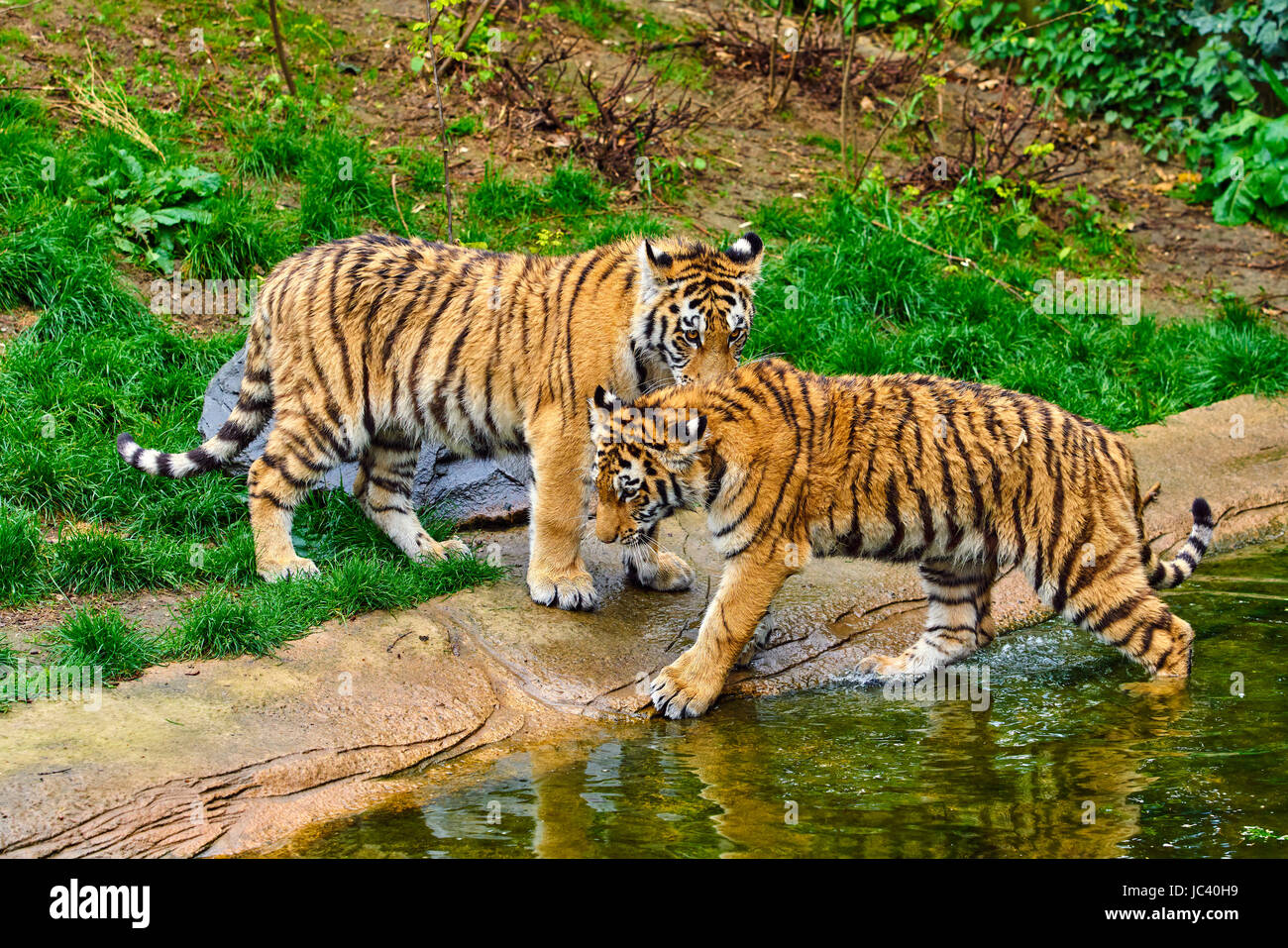 Two adult tigers at play. young Tiger Stock Photo - Alamy