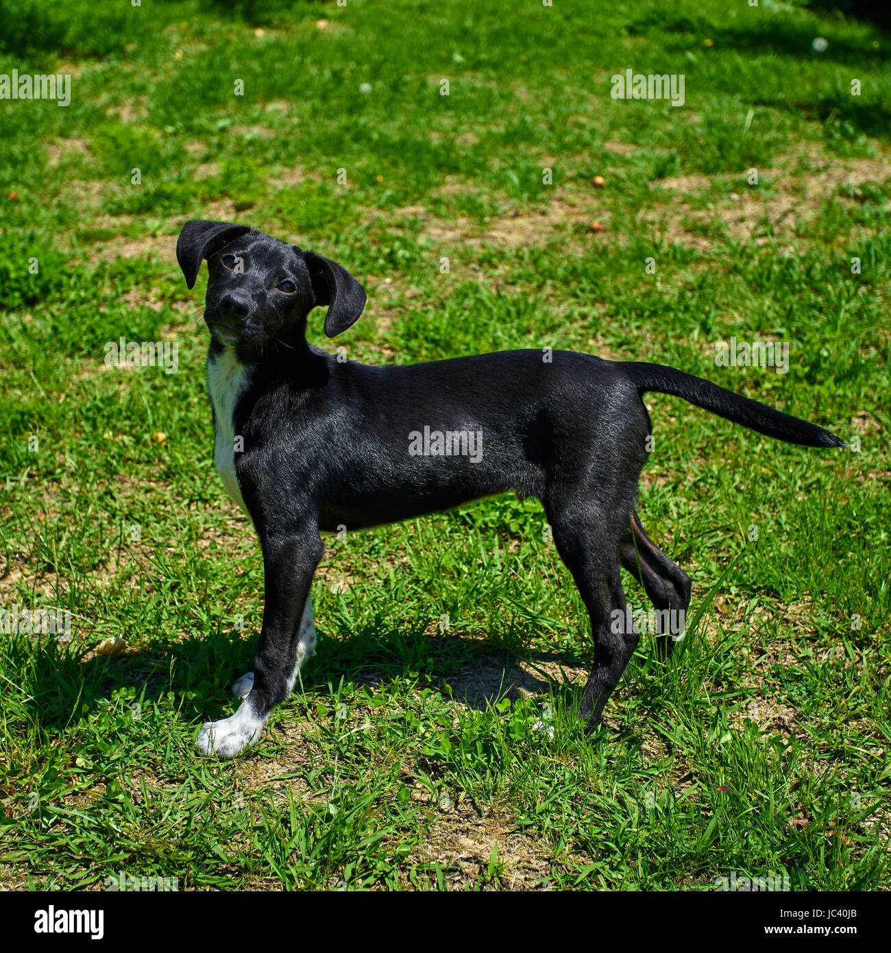 Dog playing outside smiles. Happy Dog. A beautiful puppy dog Stock ...