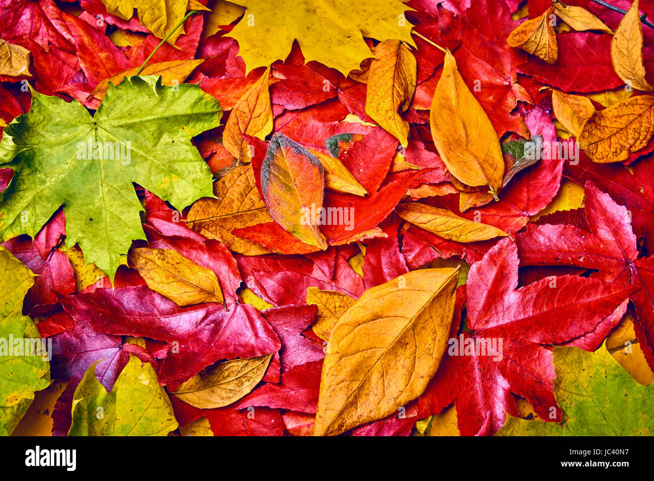 background of autumn leaves. Autumn background Stock Photo - Alamy