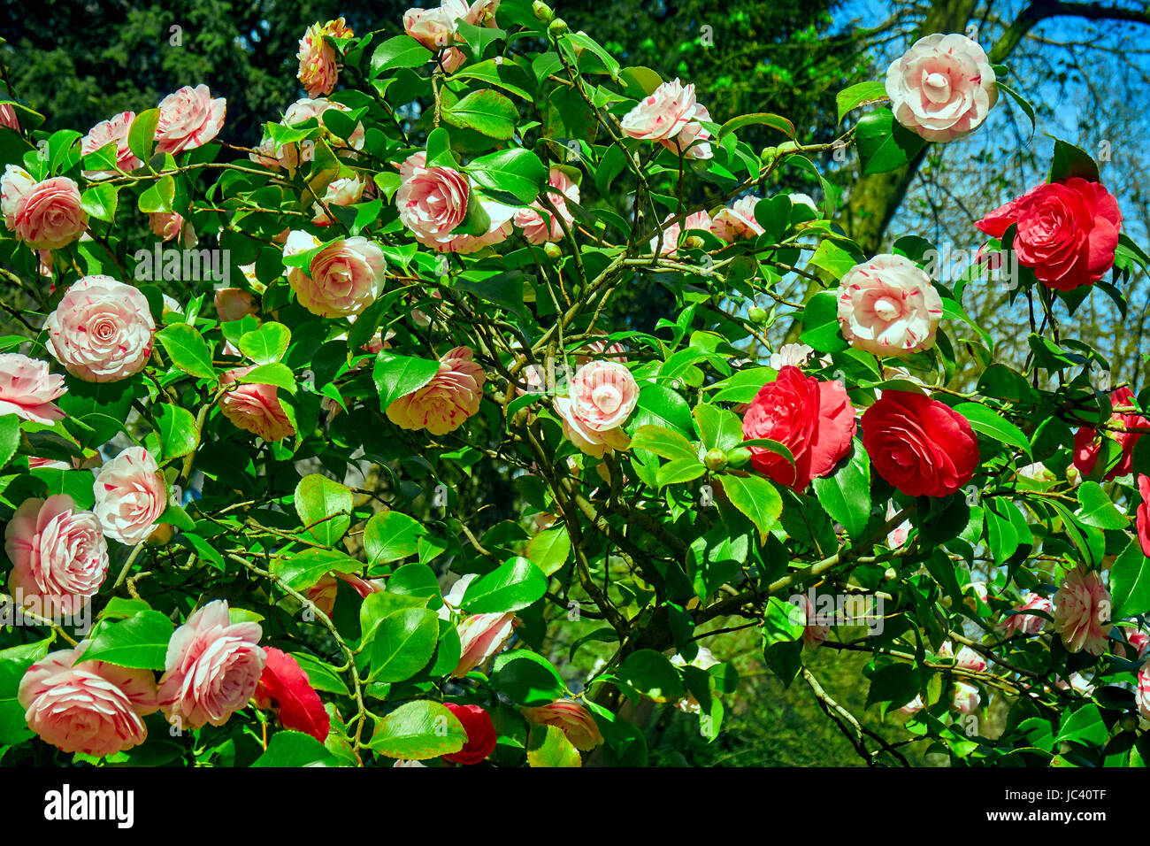 rosebush. Climbing rose tree Stock Photo - Alamy
