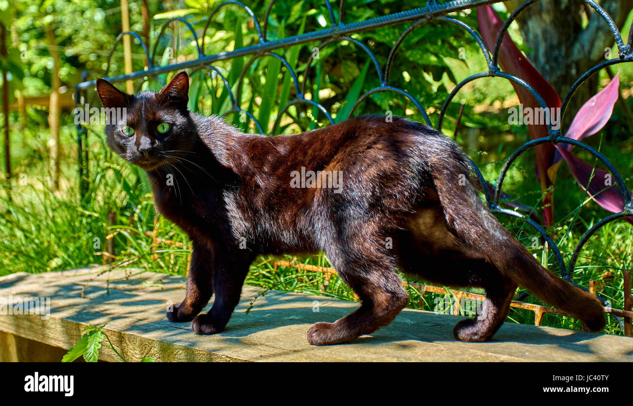beautiful cat. cat posing outdoors Stock Photo - Alamy