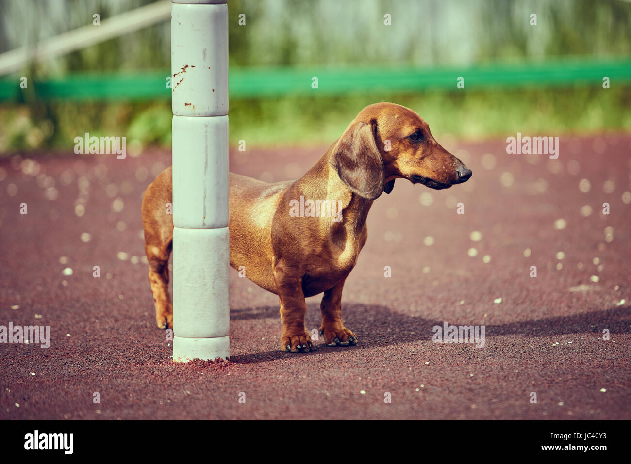 Dachshund dog in outdoor Stock Photo - Alamy