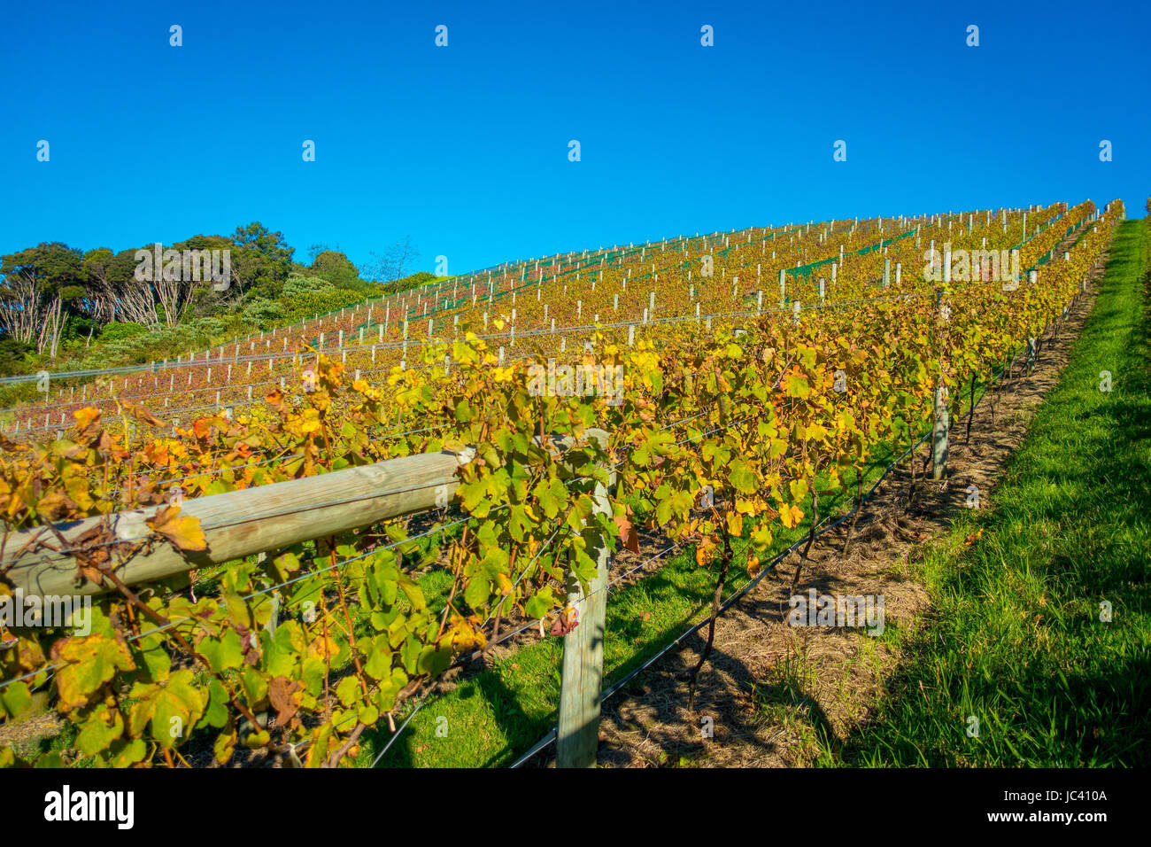 Vineyard vertical panoramic view on Waiheke Island, Auckland, New ...