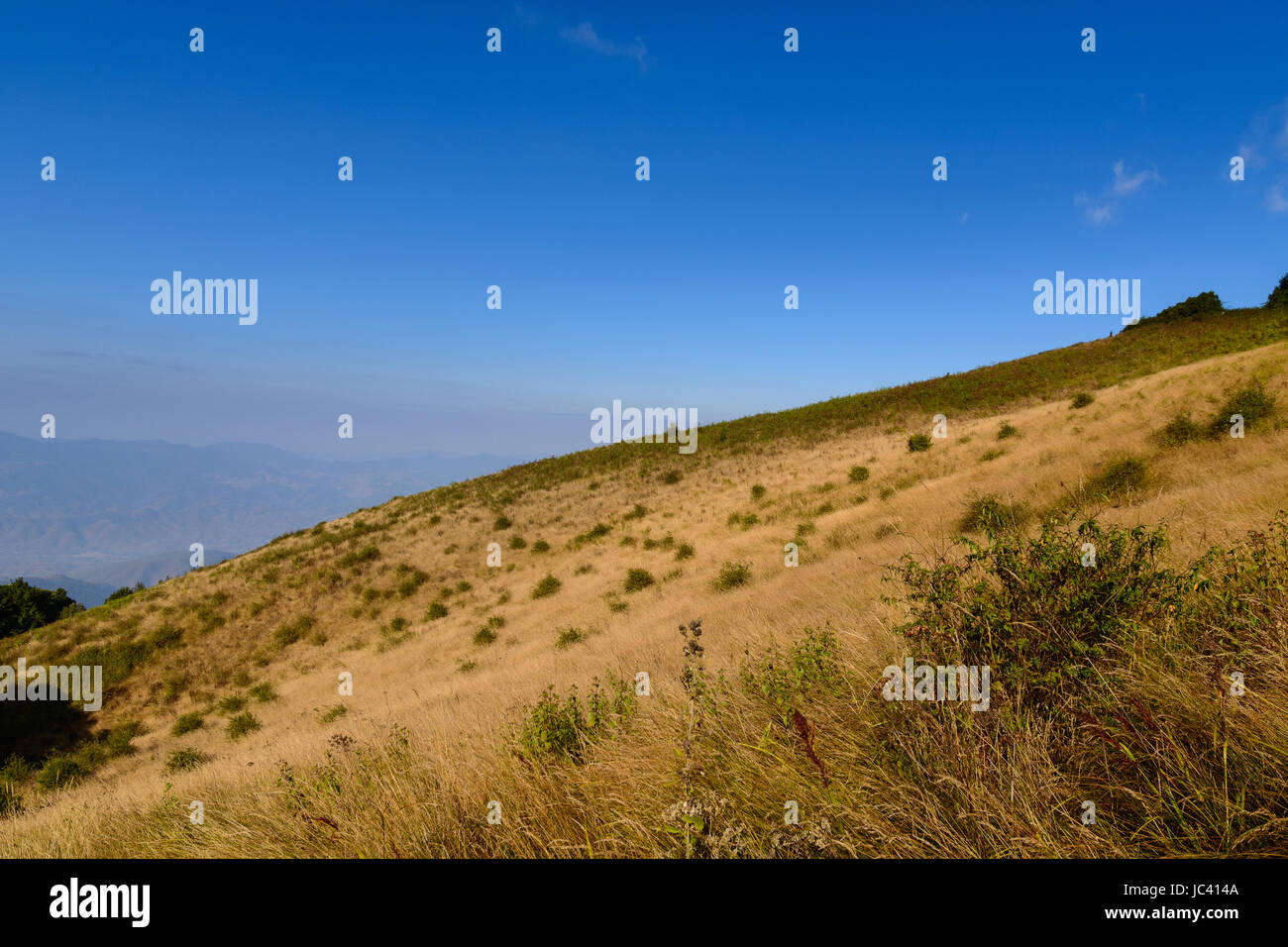 Beautiful golden meadow in the hill on blue sky Stock Photo - Alamy