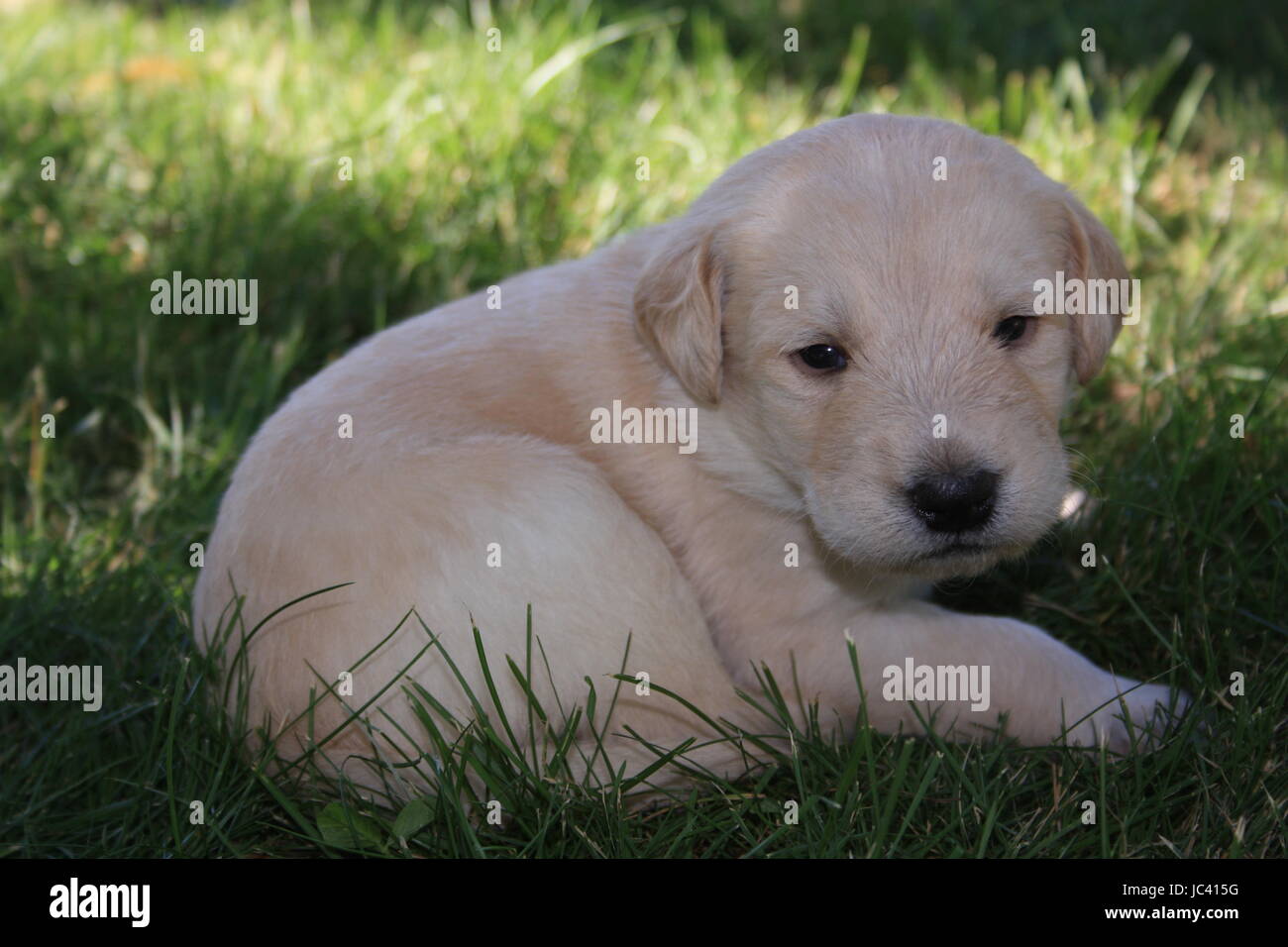 3 week old pups Stock Photo - Alamy