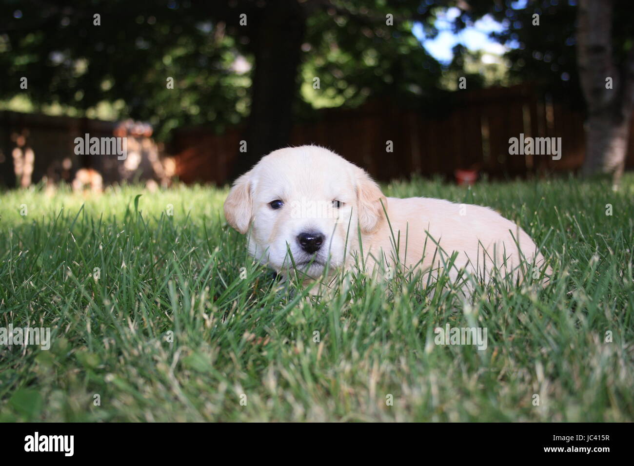 3 week old pups Stock Photo - Alamy