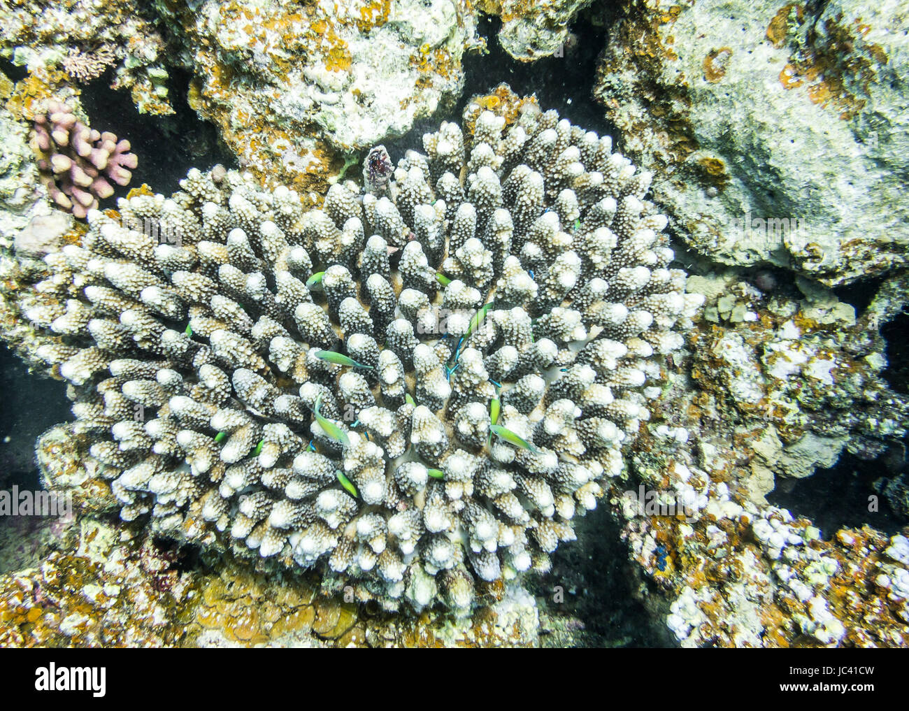 Heart-shaped horn coral inhabited by green Chromis Marsa Mubarak Marsa ...