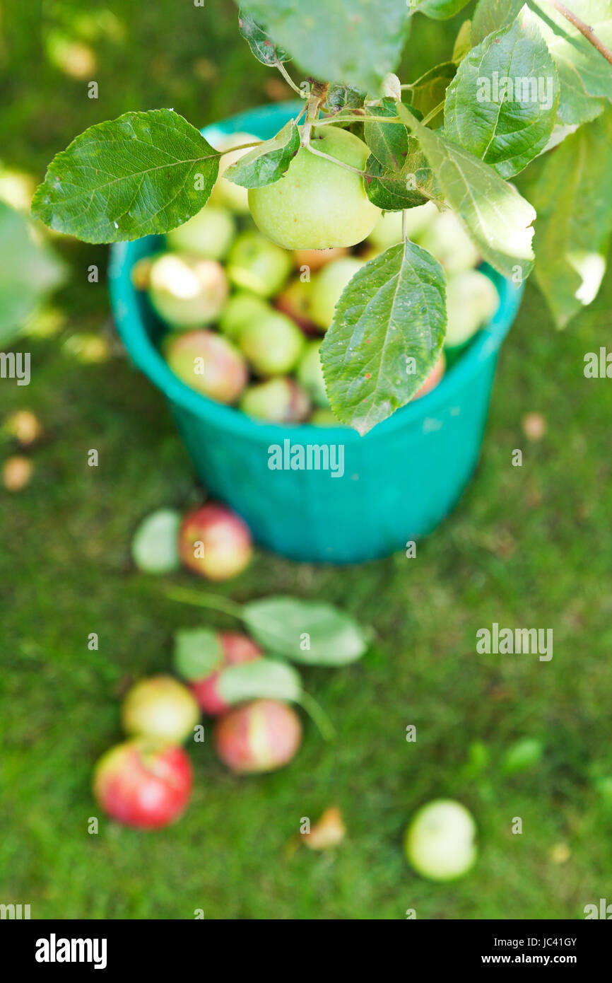 bucket with apples and harvesting in fruit orchard in summer day Stock ...
