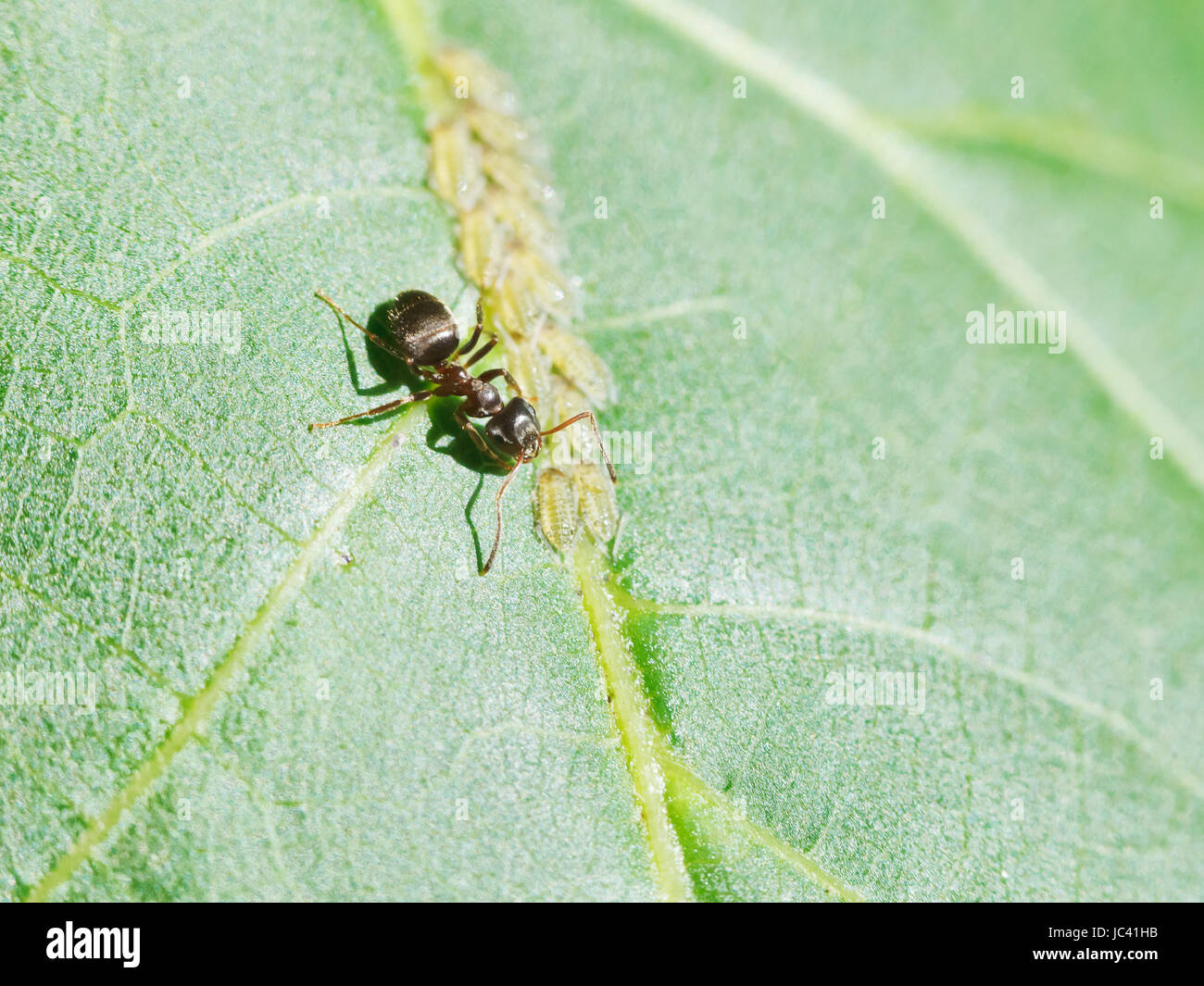 ant grazing aphids group on leaf of walnut tree close up Stock Photo ...