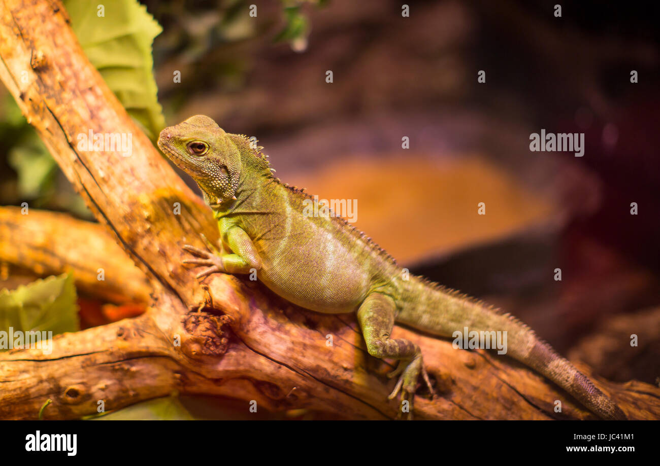 Live wild reptiles lizards shot close-up in nature Stock Photo - Alamy