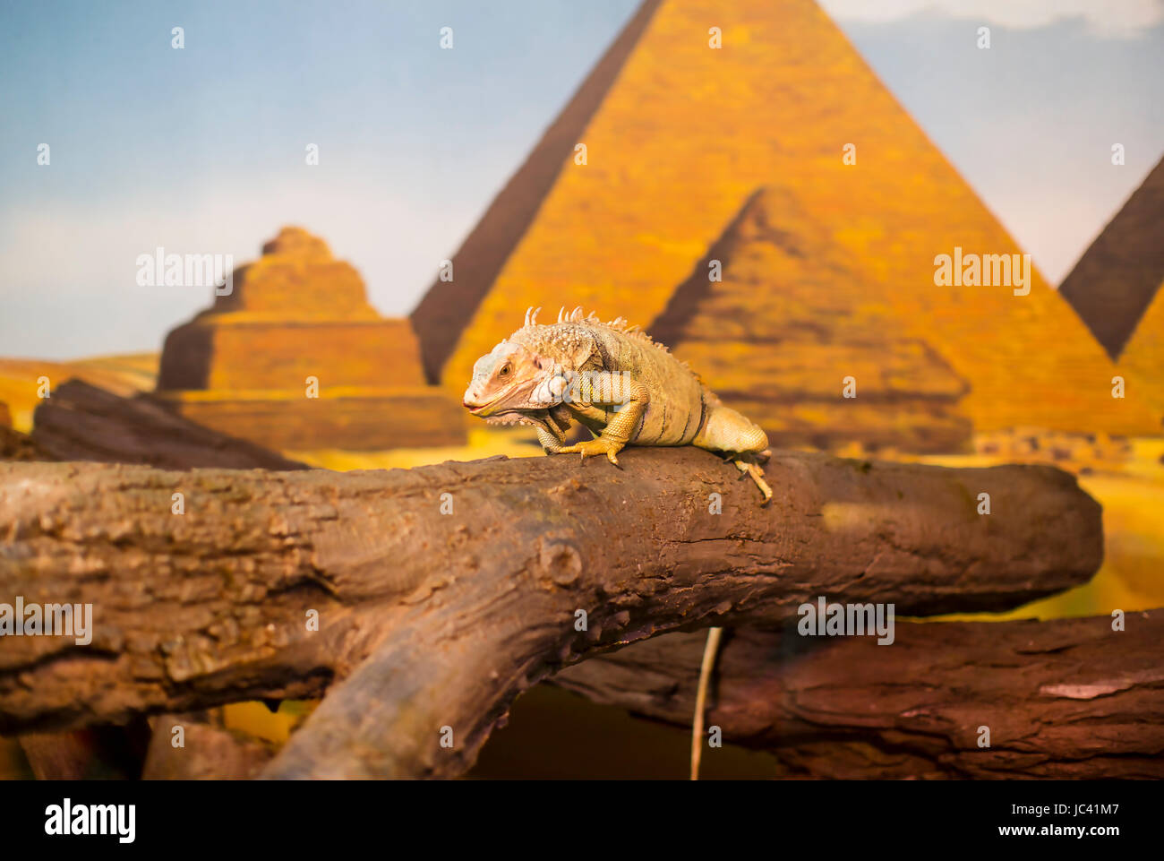 Live wild reptiles lizards shot close-up in nature Stock Photo - Alamy