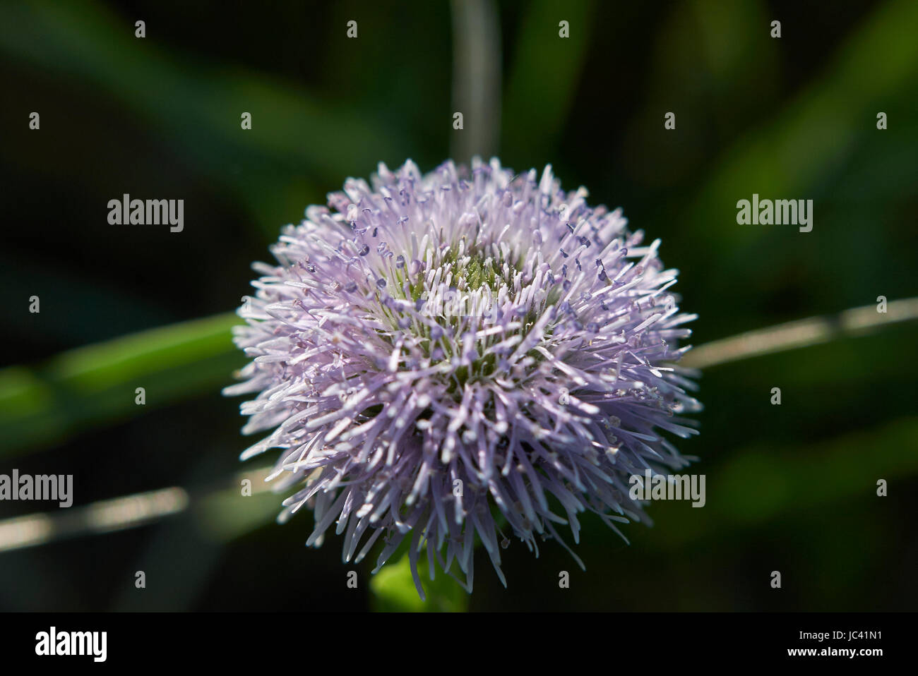 Punctata globularia hi-res stock photography and images - Alamy