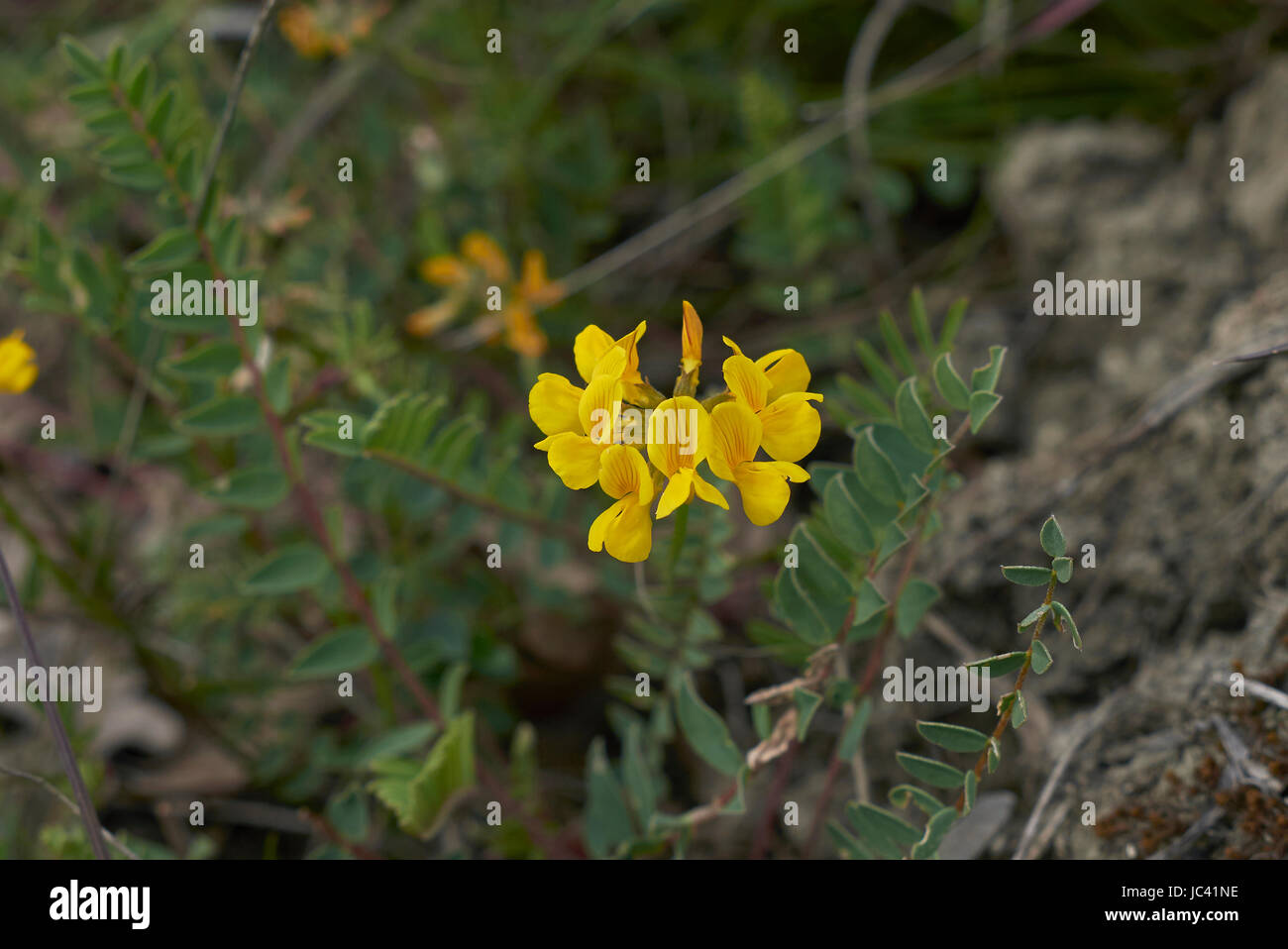 Hippocrepis yellow vetch hi-res stock photography and images - Alamy