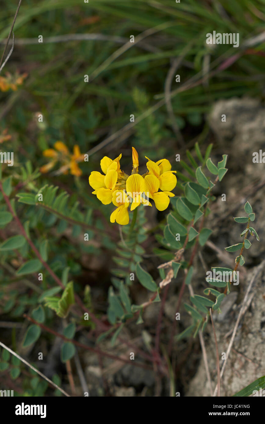 Plant hippocrepis comosa hi-res stock photography and images - Alamy
