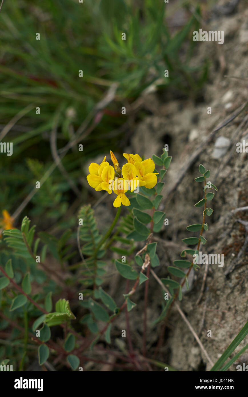 Hippocrepis Comosa High Resolution Stock Photography and Images - Alamy
