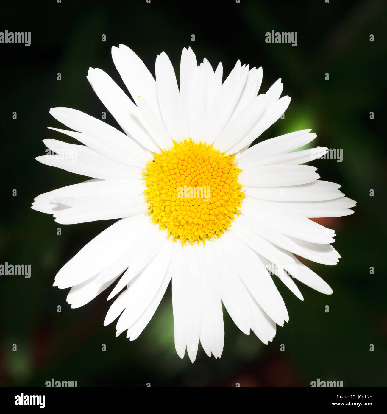 decorative fresh Ox-eye daisy flower close up Stock Photo - Alamy