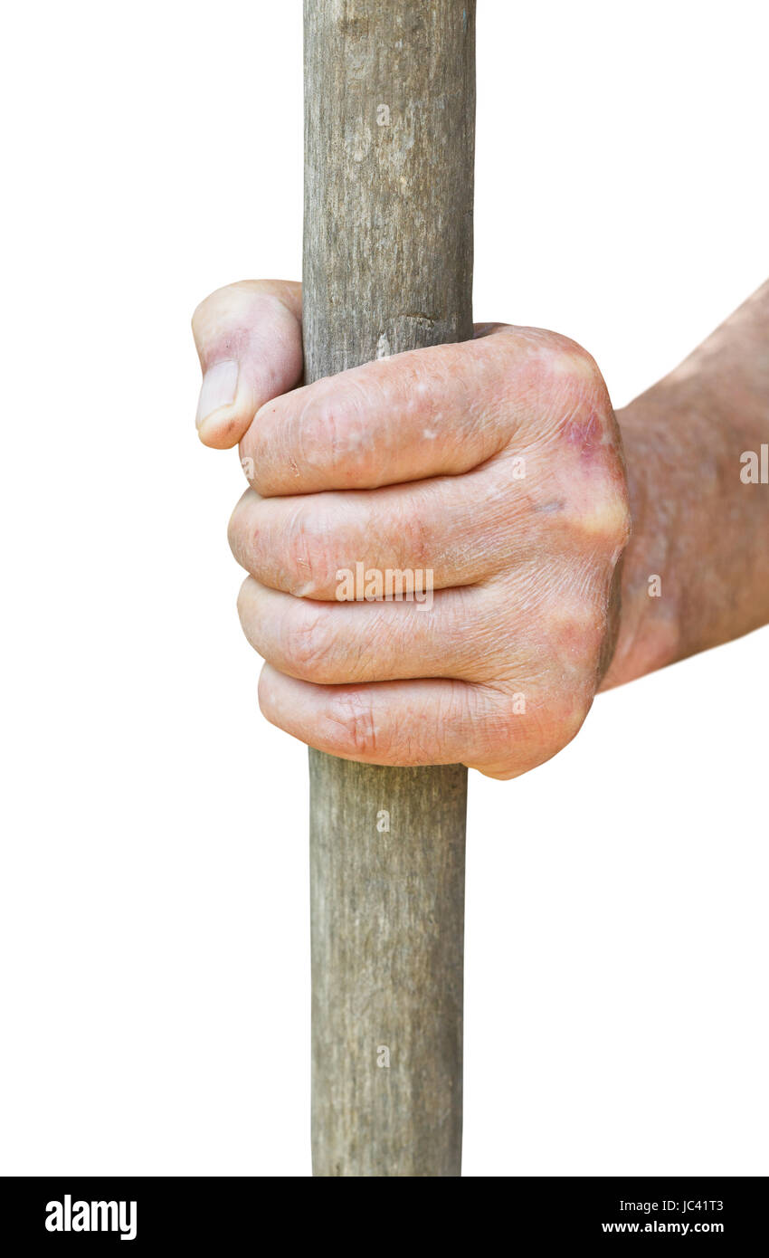 peasant hand holds old wooden stalk isolated on white background Stock ...