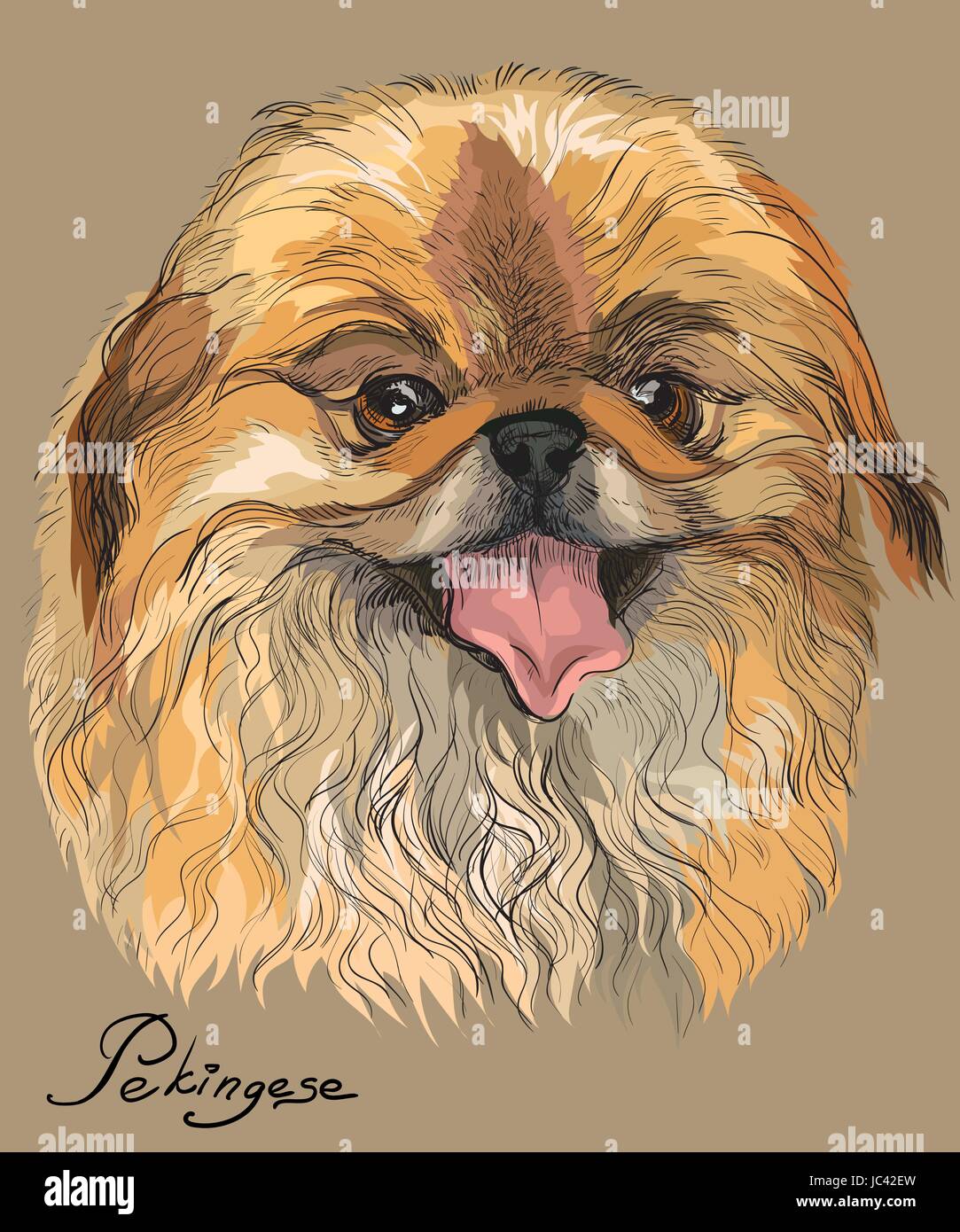 Vector colored portrait of Pekingese dog hand drawing Illustration on ...