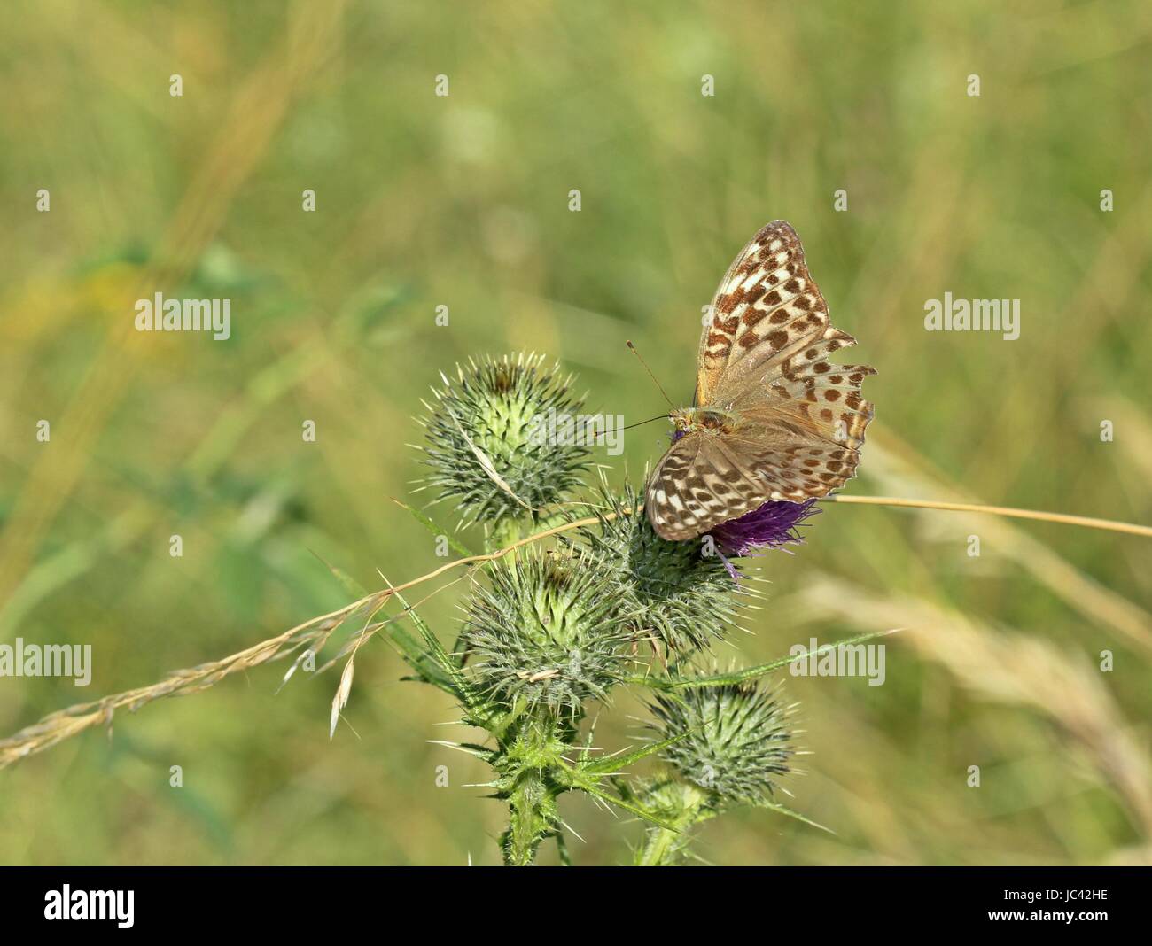 Dunkler kaisermantel hi-res stock photography and images - Alamy