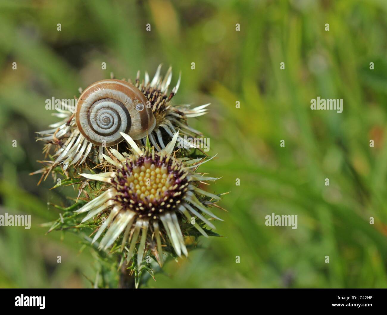 heath snail (helicella itala) on gold thistle (carlina vulgaris Stock ...