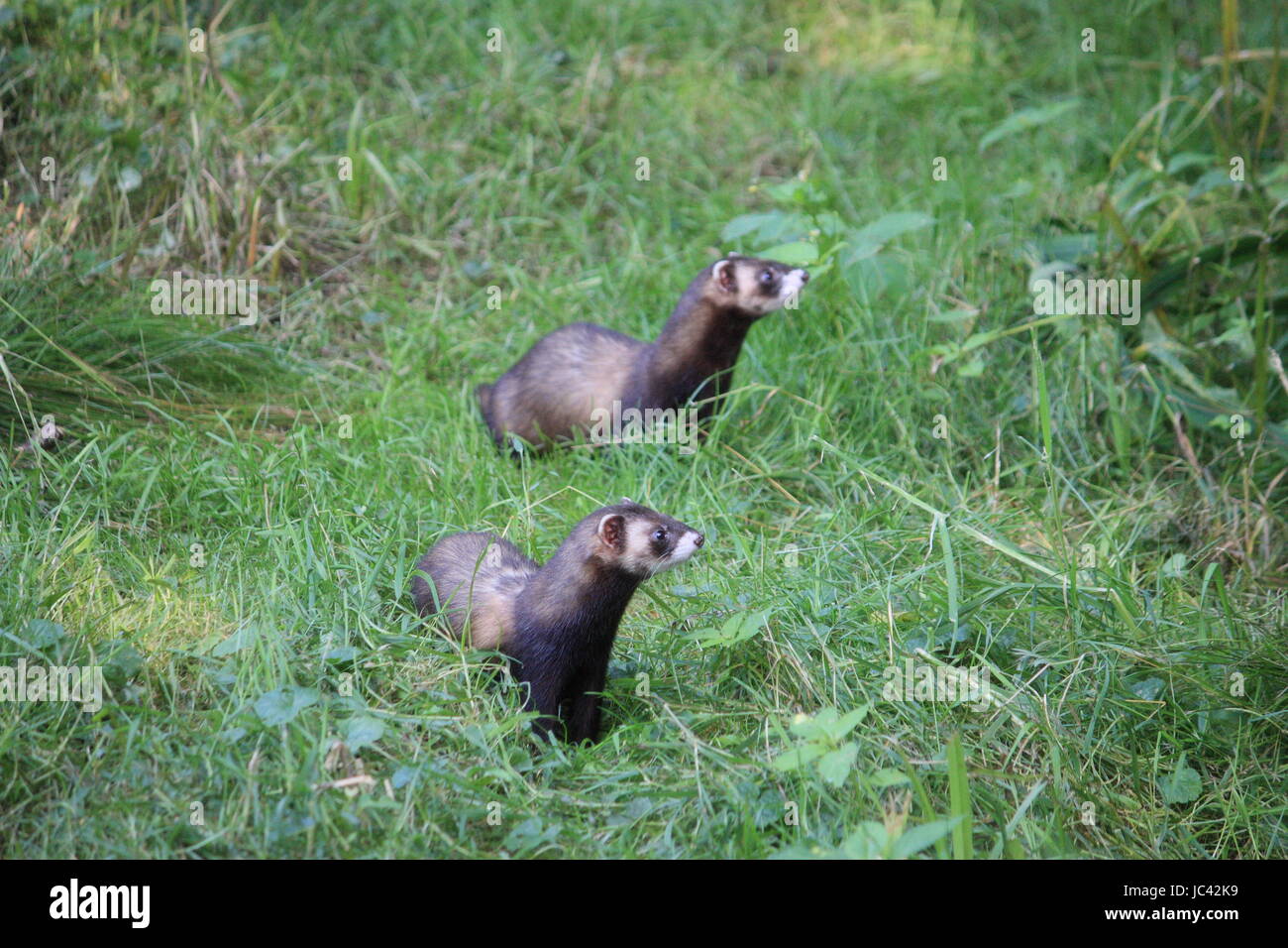 polecats in wildlife park Stock Photo - Alamy