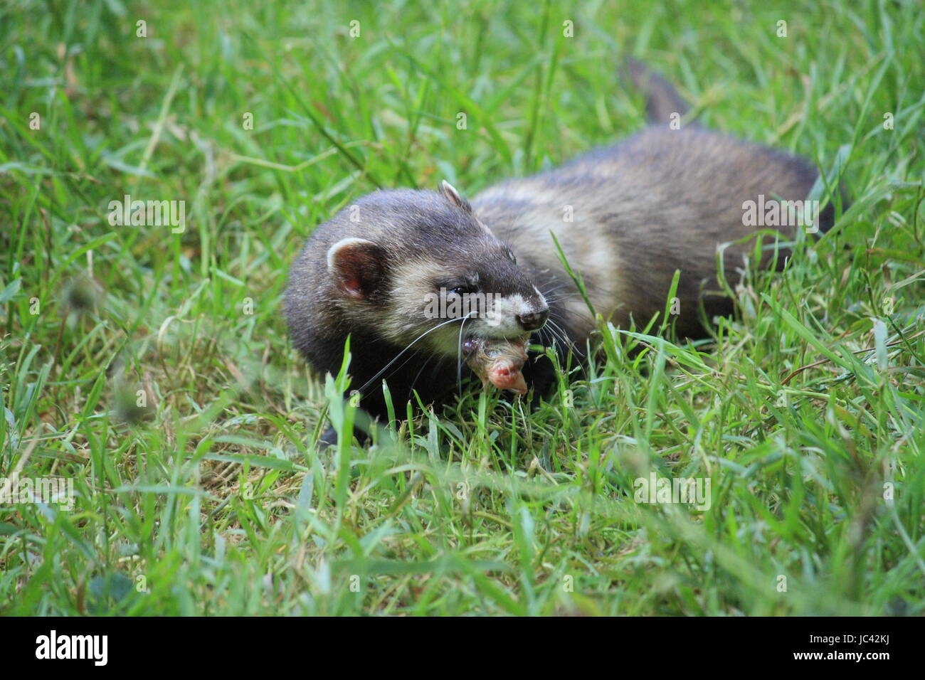 polecats in the wild animal park Stock Photo - Alamy