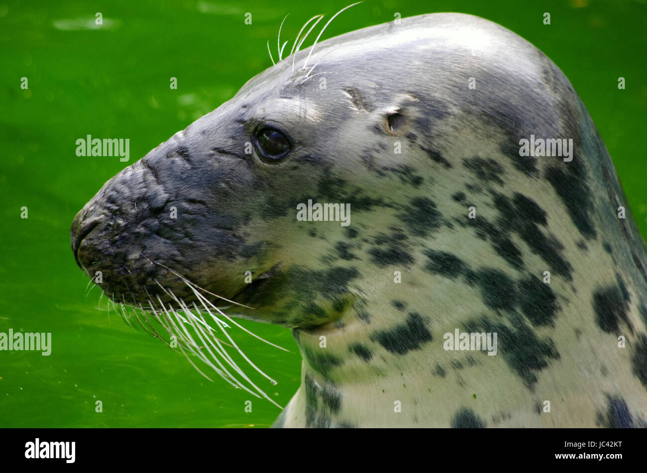 Portrait of female grey seal in Tallinn Zoo Stock Photo - Alamy