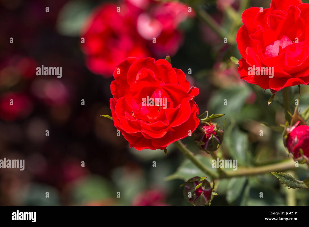red roses on sunny sky background in the garden Stock Photo - Alamy