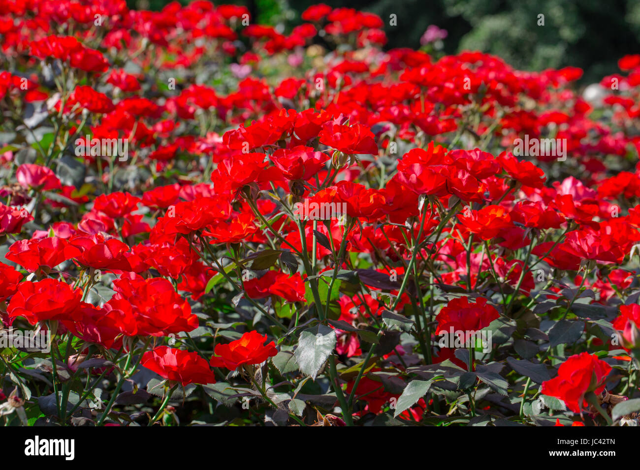 red roses on sunny sky background in the garden Stock Photo - Alamy