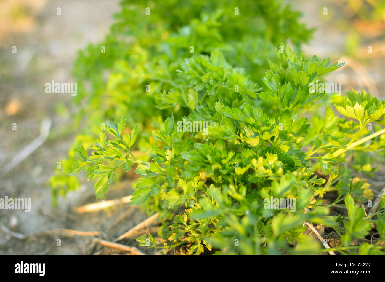 The parsley growing on a bed in sunny day at spring Stock Photo - Alamy