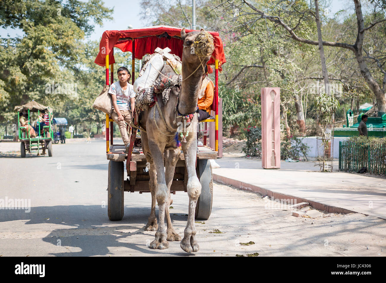 Camel pulled trailer transporting sightseers from the entrance to the ...
