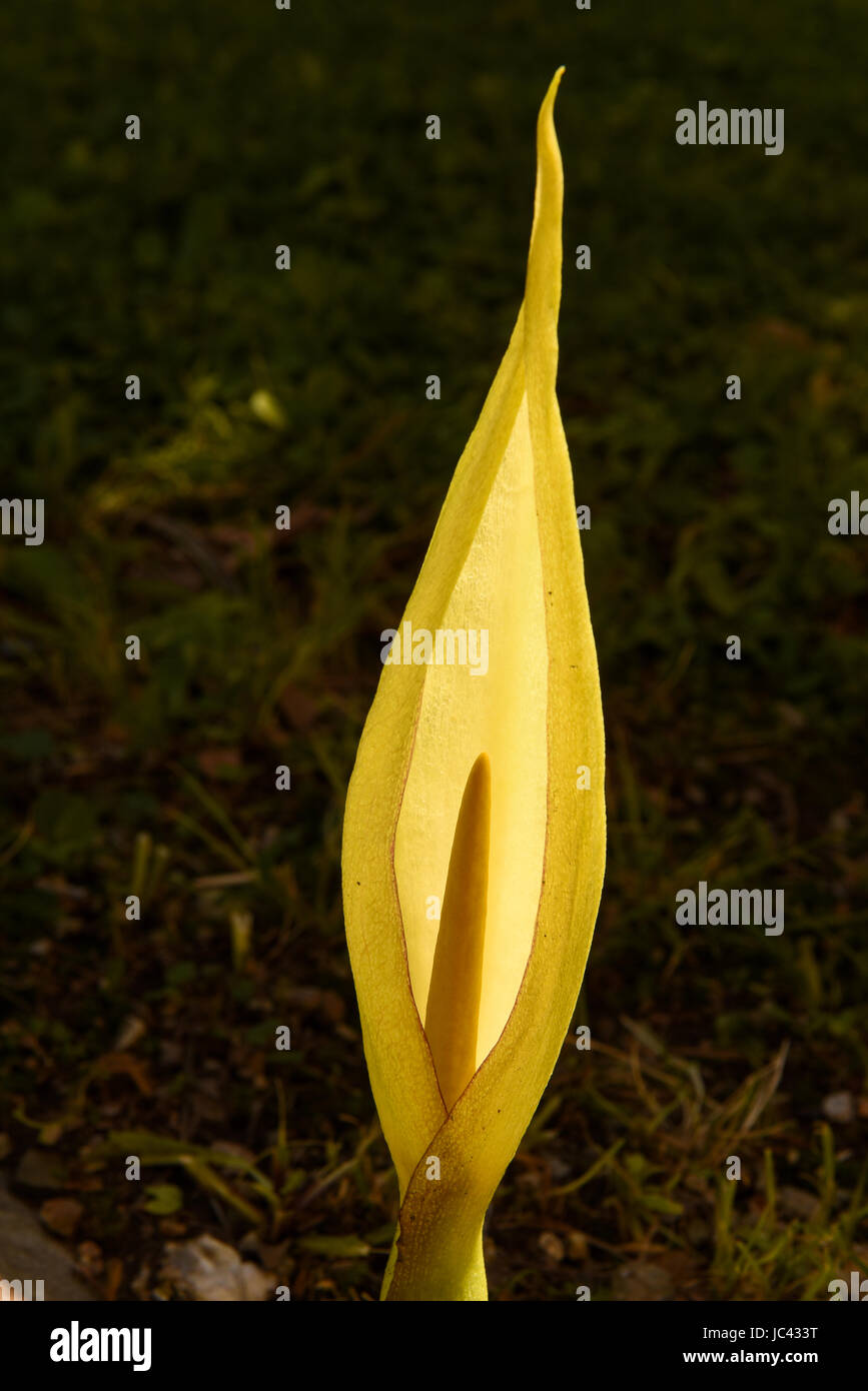 Beautiful yellow flower with elongated petal Stock Photo - Alamy