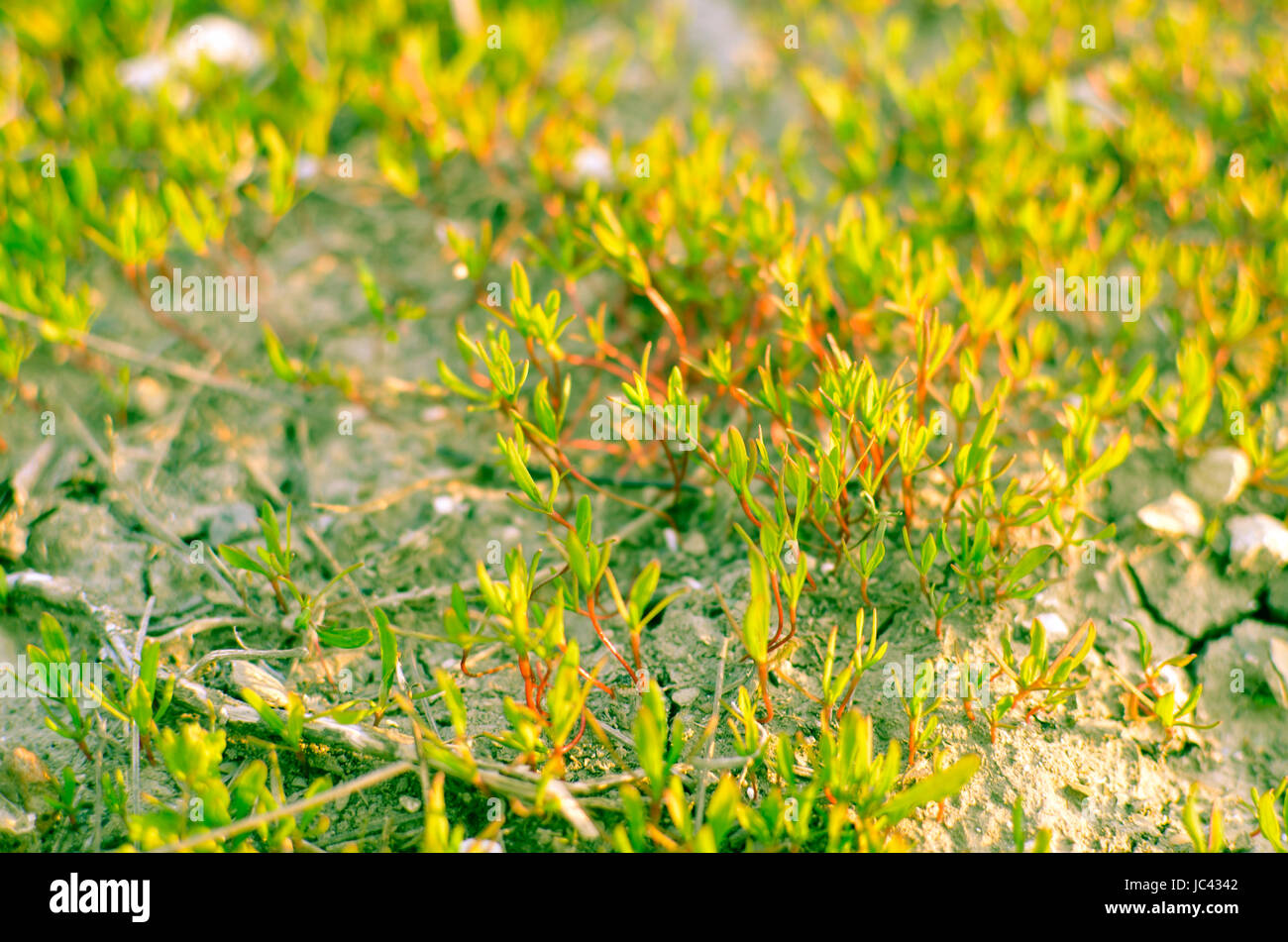 Green Grass sprouts and ground at spring as background Stock Photo - Alamy