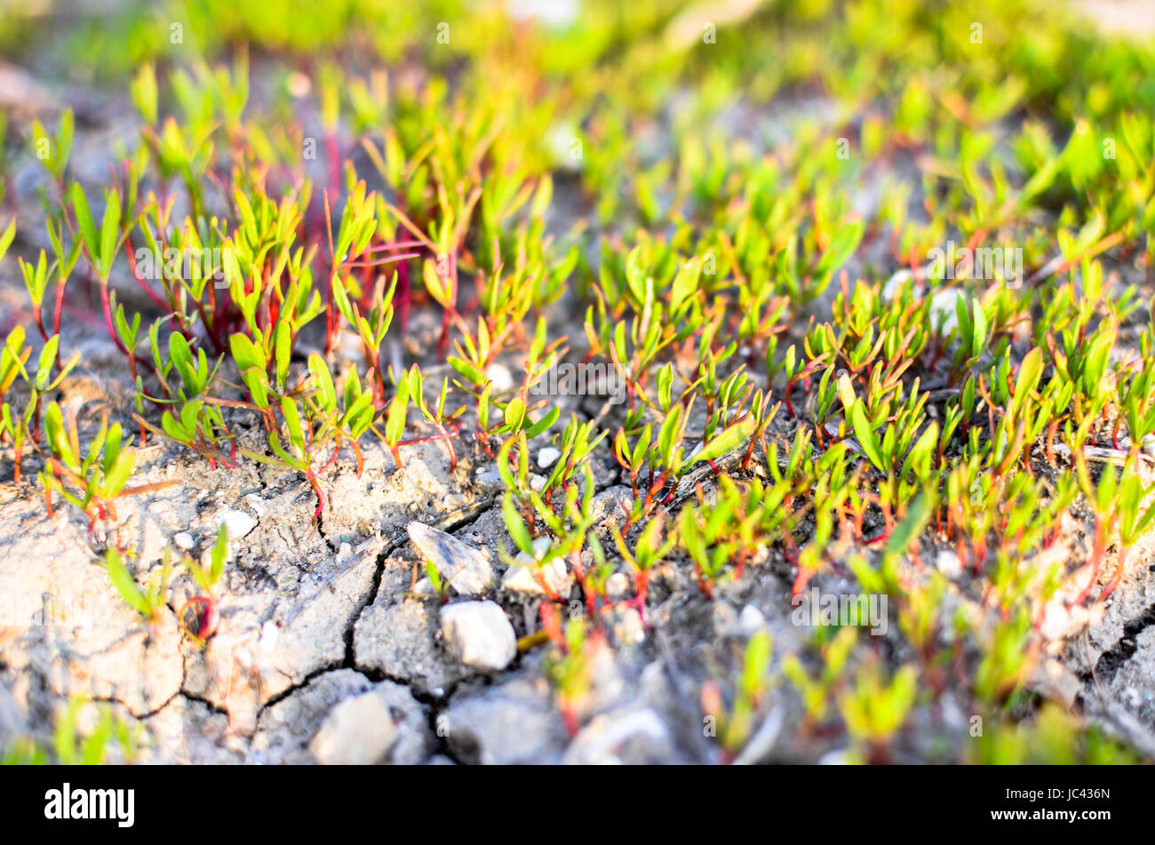 Small grass sprouts hi-res stock photography and images - Alamy